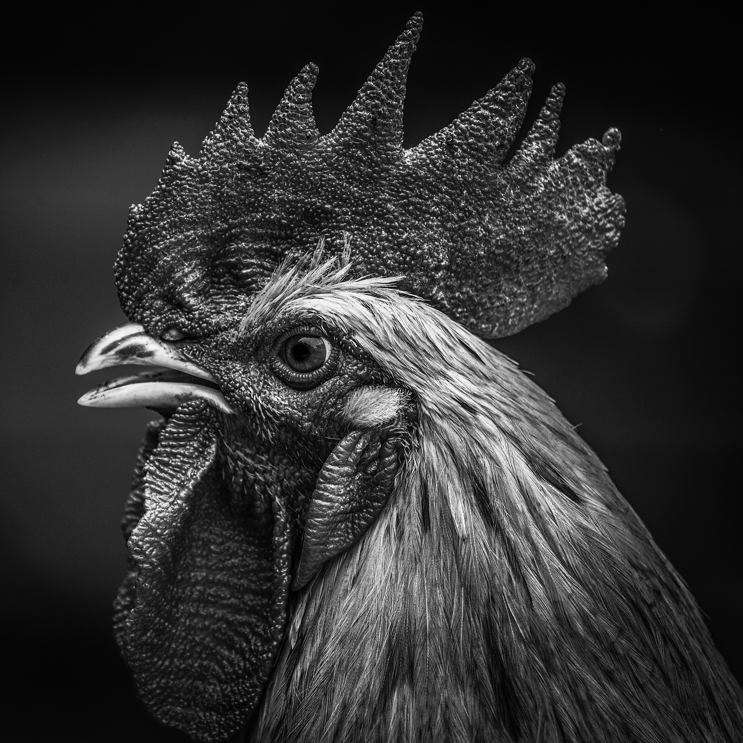 Bio-Huhn Archive - Pets Bio World